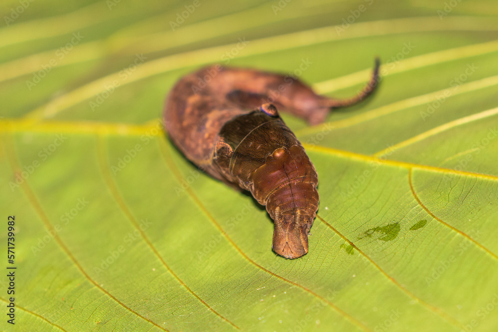 Butterfly larvae in the Amazon rainforest Stock Photo | Adobe Stock