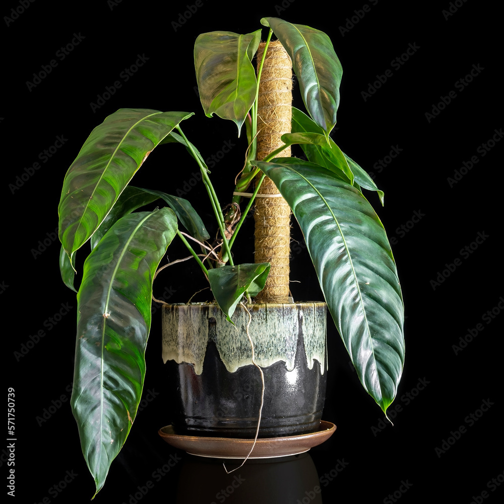 Long green glossy ribbed foliage of Philodendron patriciae, a rare ...