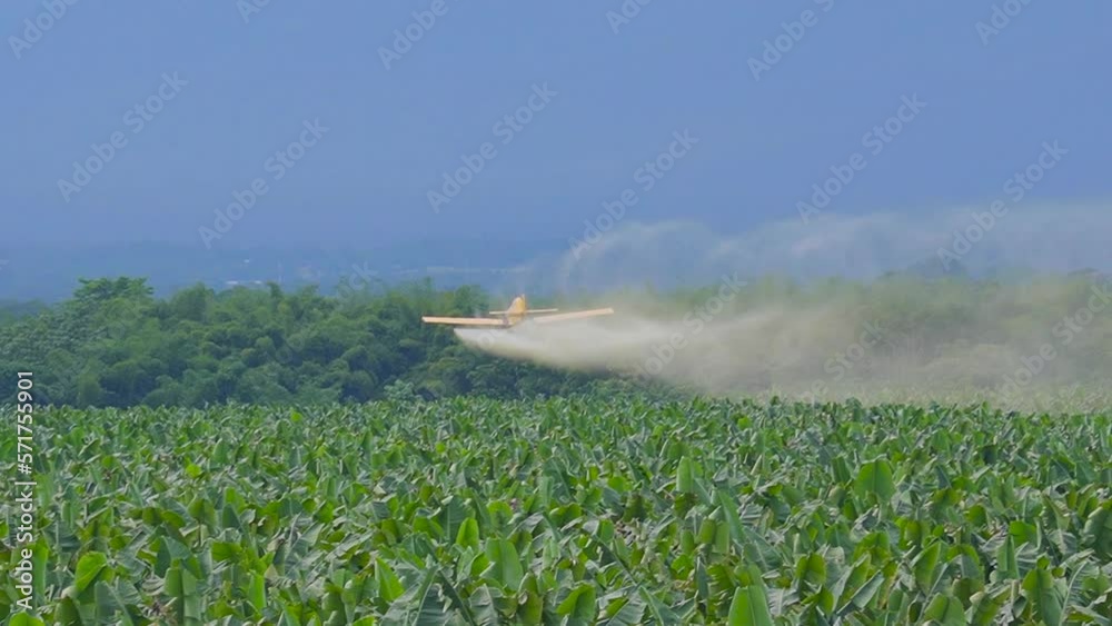 A small airplane spraying pesticide over a banana plantation ...