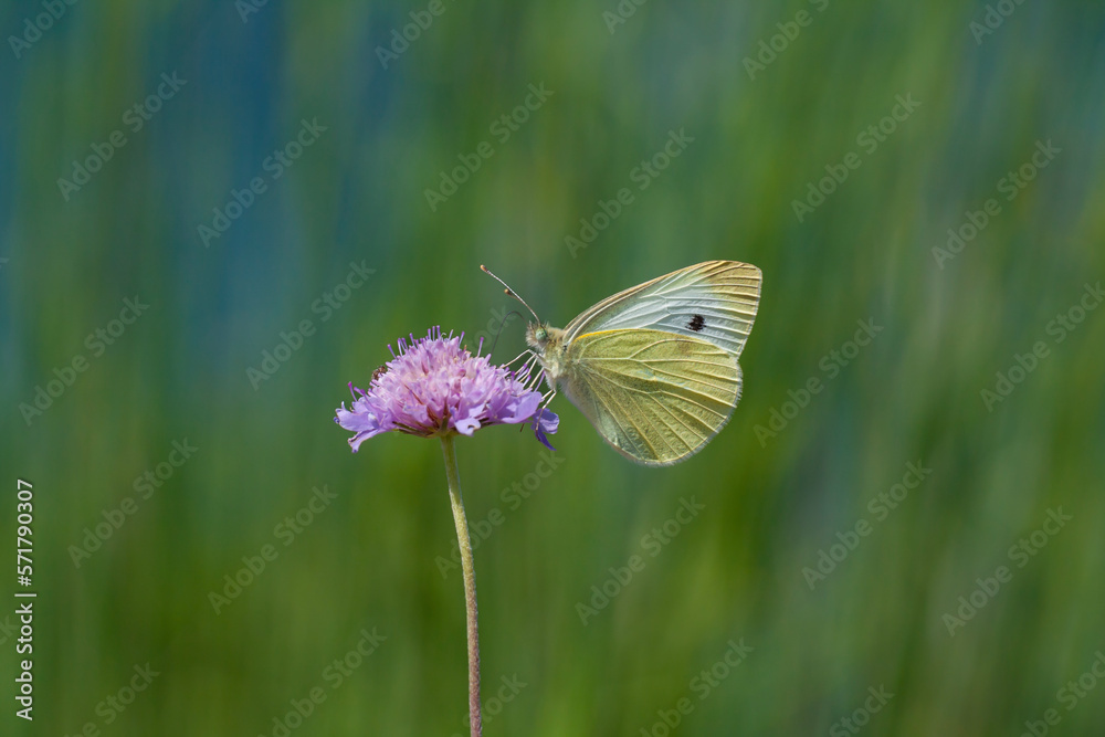 white butterfly feeding on Scabiosa columbaria (Scabies) plant, Small ...