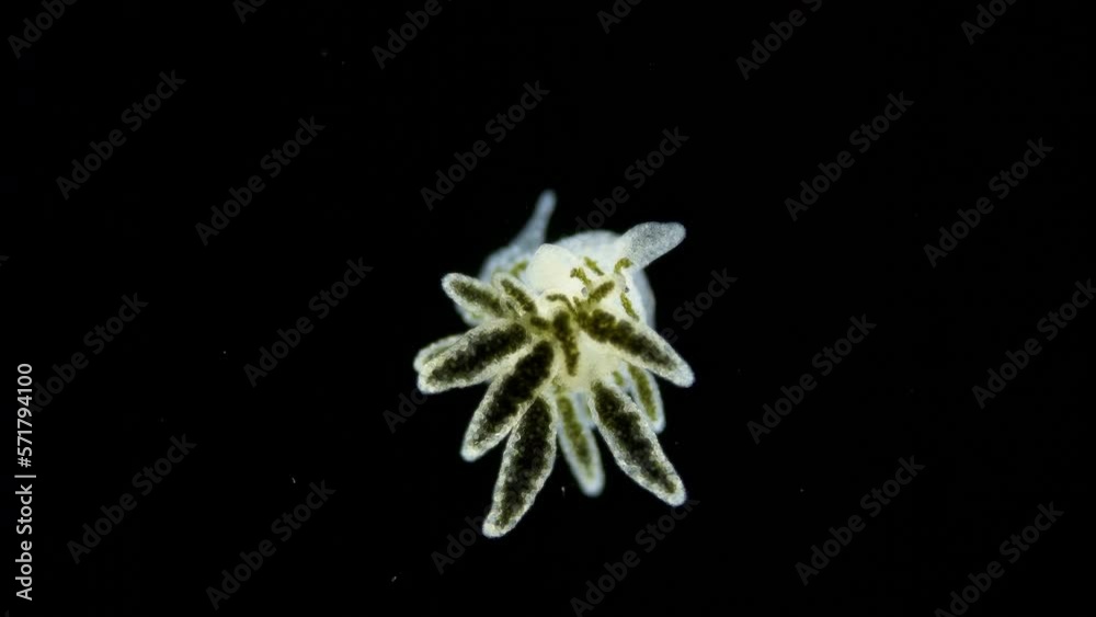 Young sea slug Placida dendritica under a microscope, superorder ...