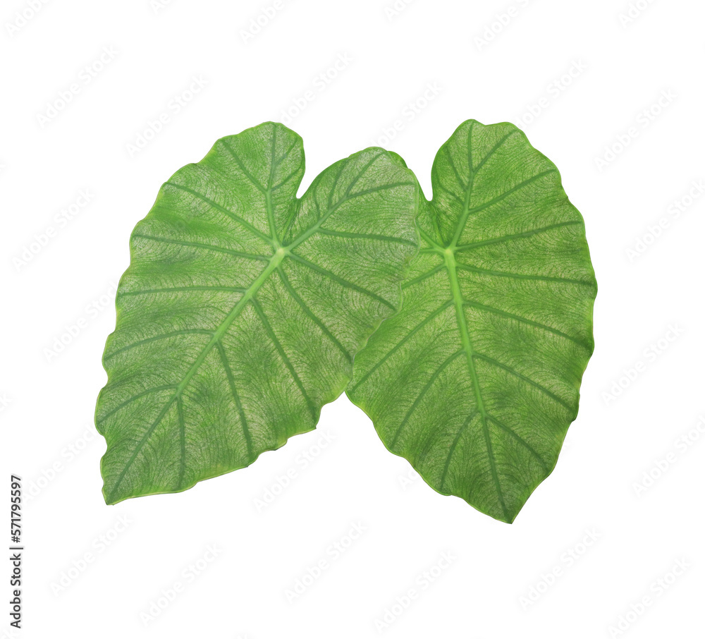 Elephant Ear or Colocasia esculenta leaves. Close up green leaves of ...