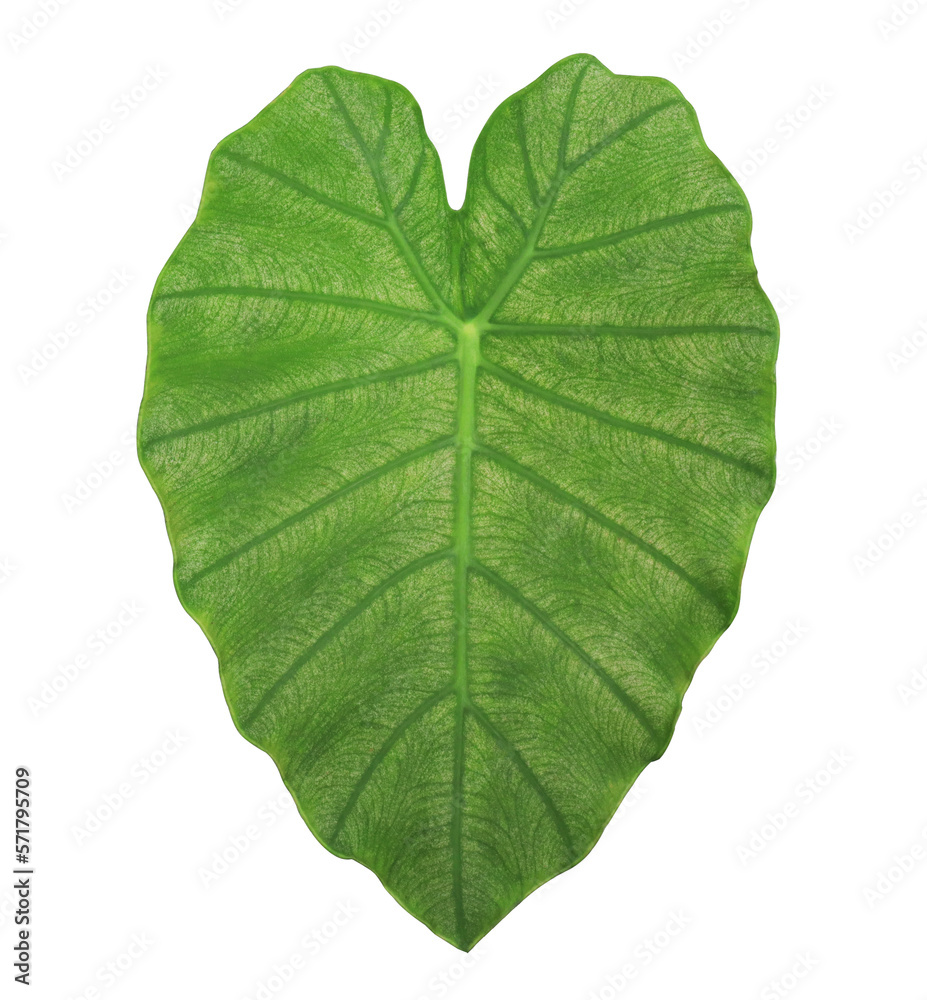 Elephant Ear or Colocasia esculenta leaves. Close up green leaves of ...