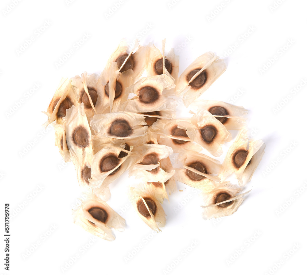 Moringa Oleifera seed dried from Moringa tree white background. Stock ...