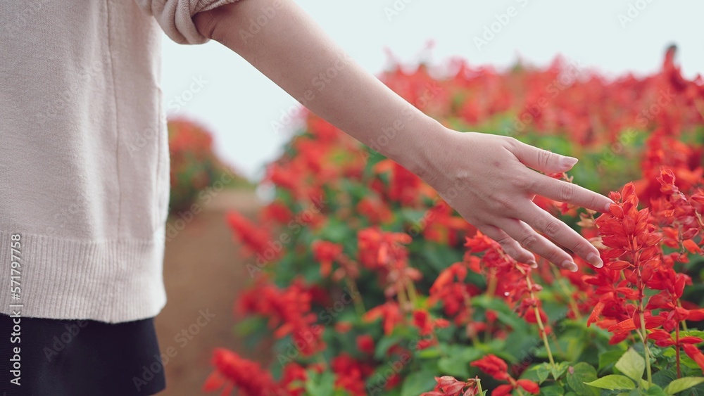 Hand of woman walking in flower fields and gently touching the flowers ...
