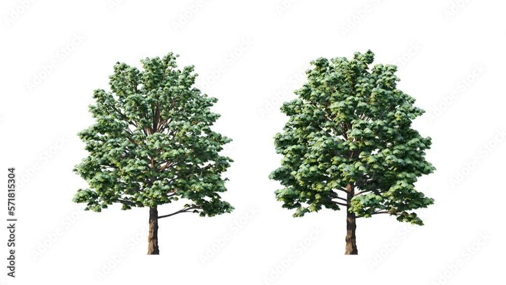 Growing trees on white background.3D animation growth grow from small ...