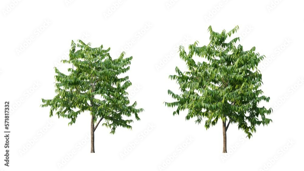 Growing trees on white background.3D animation growth grow from small ...
