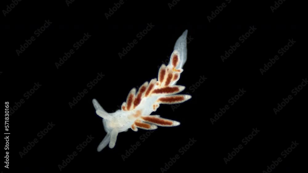 Young sea slug Coryphella verrucosa under a microscope, order ...