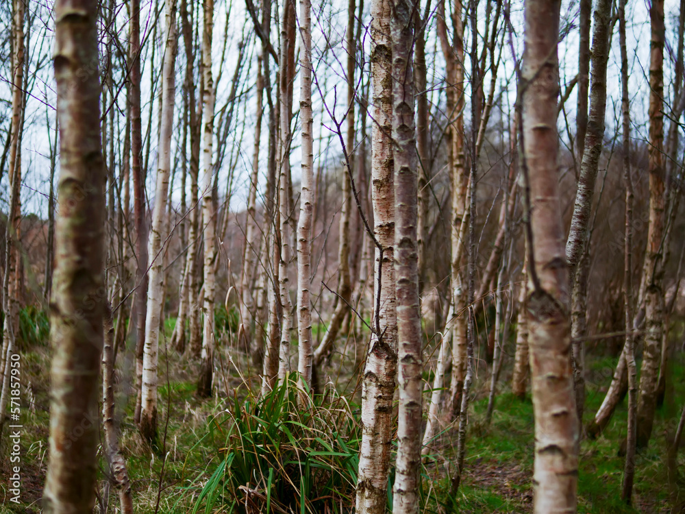 Planted and growing birch trees in a park. Beautiful tree with original ...