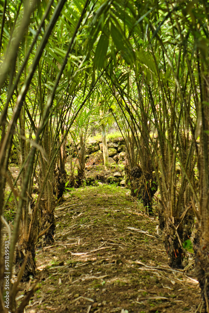 snake fruit palm tree spines, of thorns on the leaves of a snake fruit ...