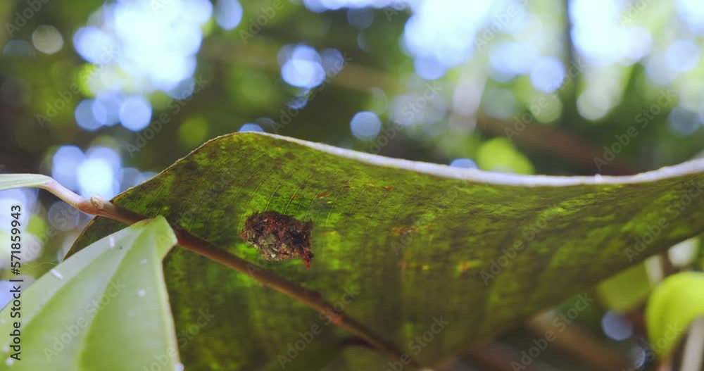 Vidéo Stock Going under a leaf to see the trash bug, lacewing larva ...