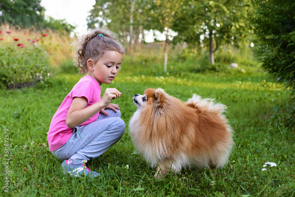 Kid with dog obedience. Little girl holding treats, snack food, giving ...