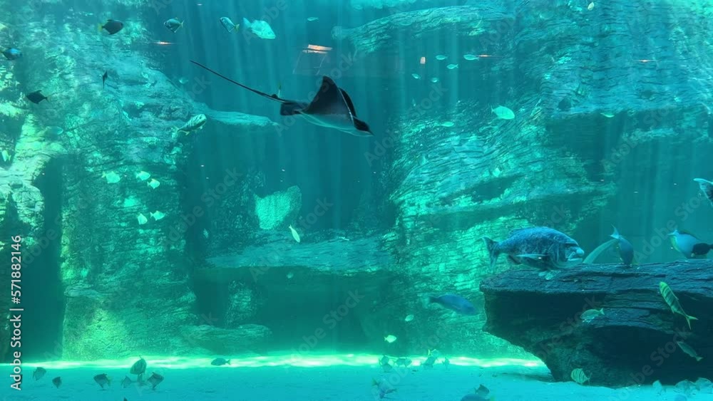 Large deep aquarium tank with muscle crackers, stingrays, and other ...