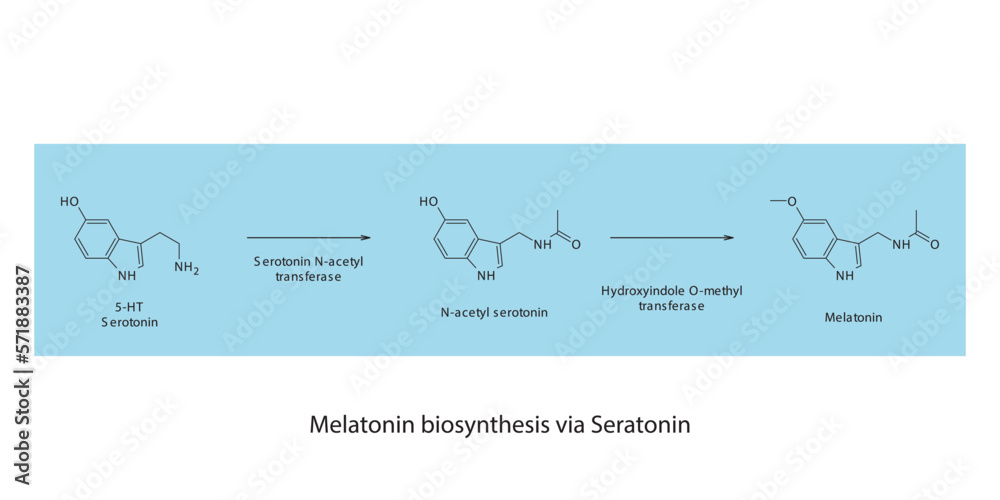 Melatonin biosynthesis pathway via 5HT Serotonin scientific diagram ...