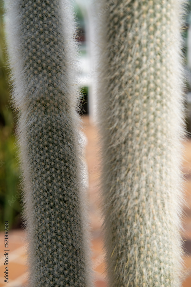 Plano detalle de los troncos de un cactus con las espinas como pelos en ...