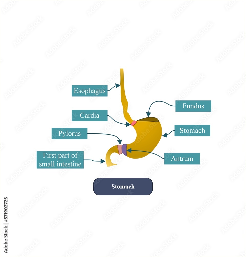 Stomach is a body part consisting of fundus, cardia, and other parts ...