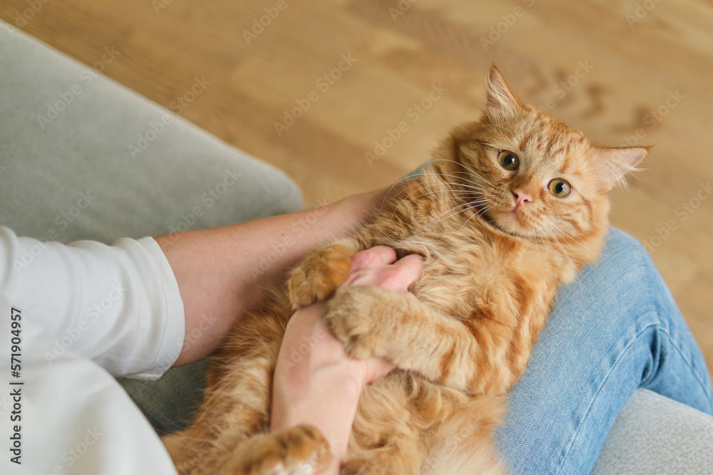 adorable ginger cat lying on knees. cute cat being hold by woman hands ...