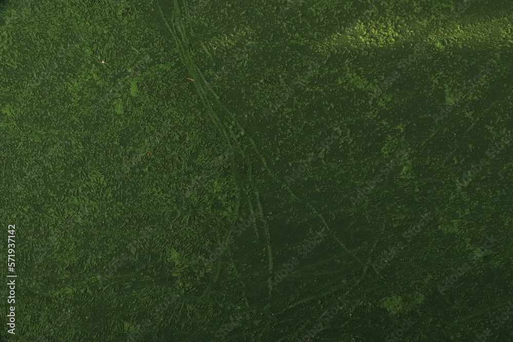 Blooming blue-green algae (Cyanobacteria)and . Water pollution of ...