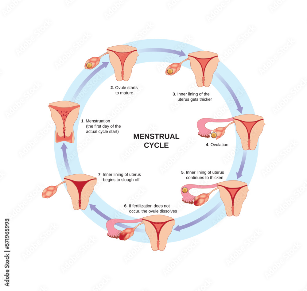 Schematic illustration of menstrual cycle stages.Circular diagram with ...