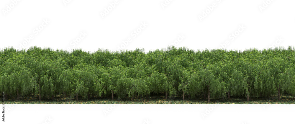 forest line, trees in the forest with grass and fallen leaves, isolated ...
