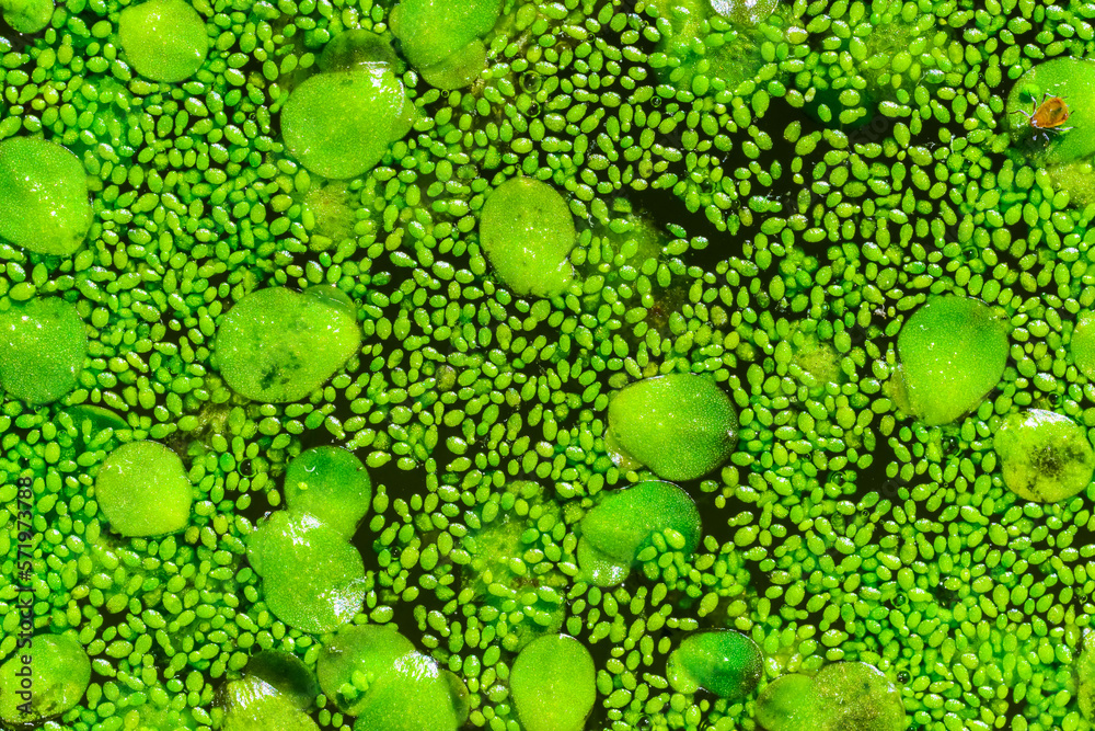 Spotless watermeal, rootless duckweed (Wolffia arrhiza) and duckweed ...
