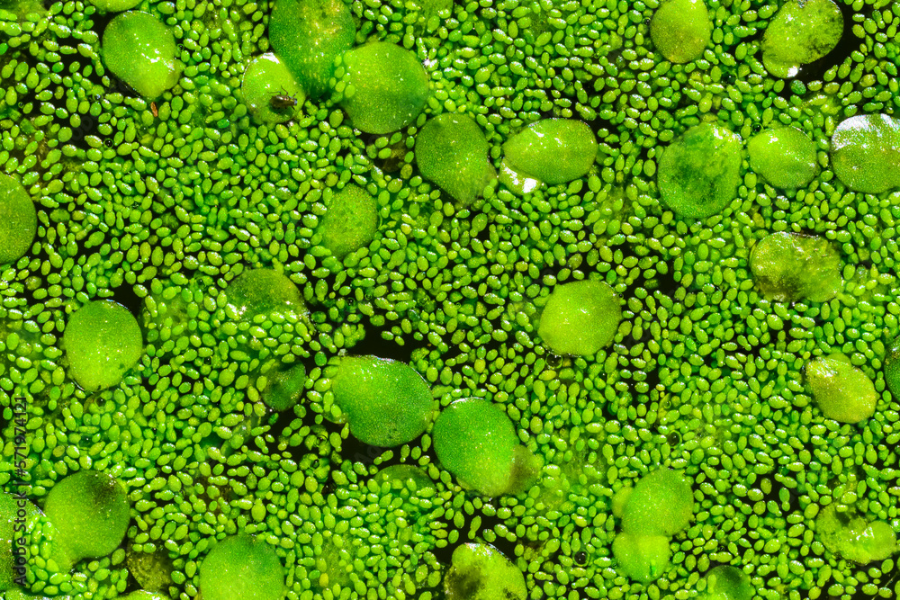 Spotless watermeal, rootless duckweed (Wolffia arrhiza) and duckweed ...