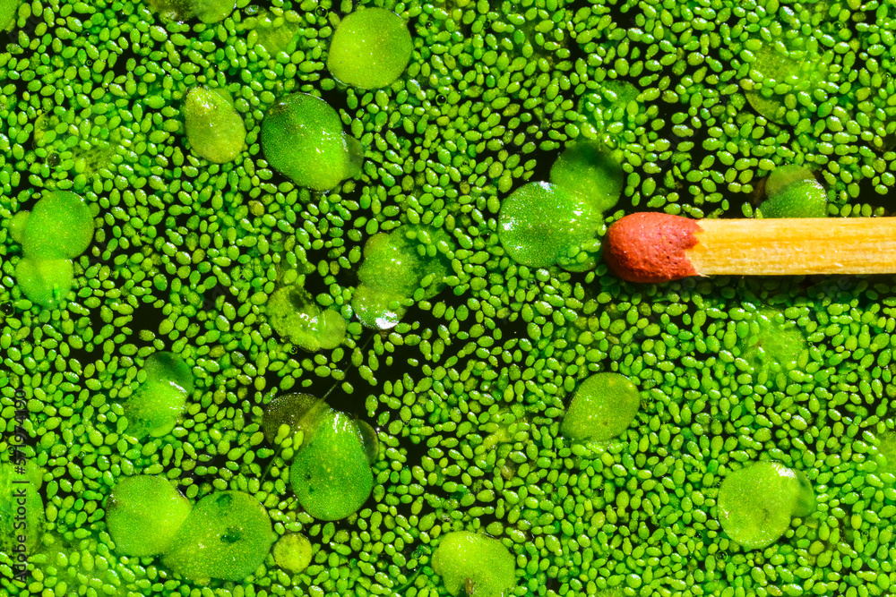 Match for scale, Spotless watermeal, rootless duckweed (Wolffia arrhiza ...