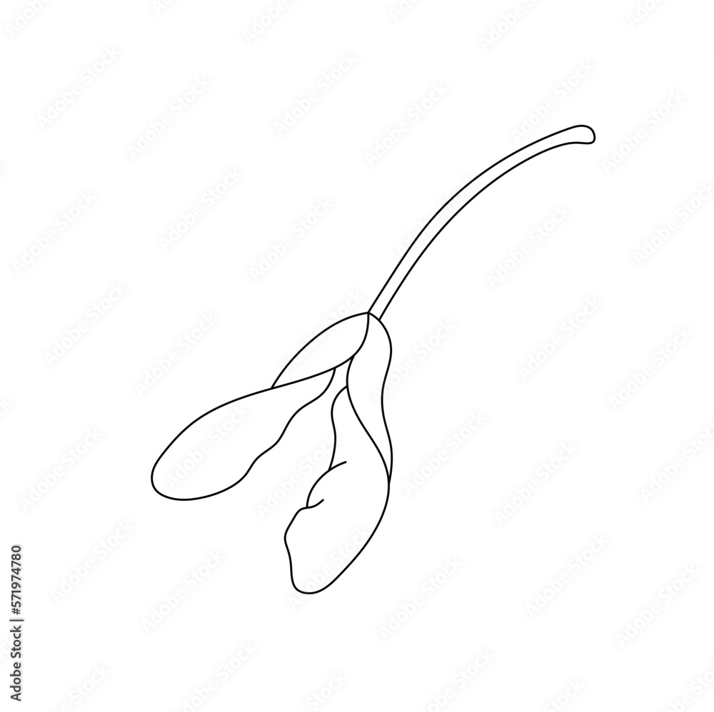Vector isolated one simple double sycamore seed with twig colorless ...