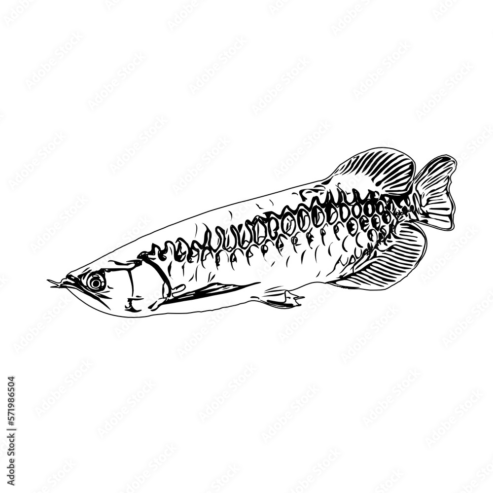 black and white sketch of arowana fish with transparent background ...