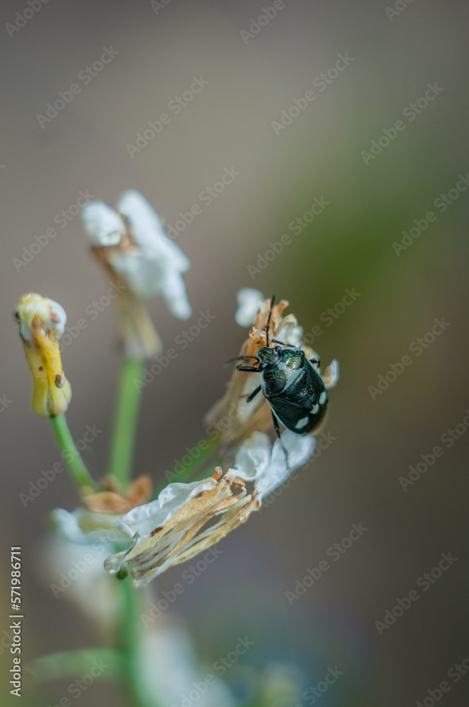 Heteroptera is a series of insects of the order Semi-hardy ...