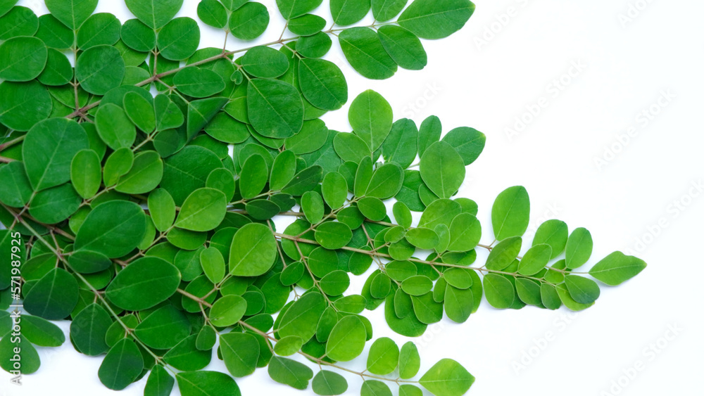 the moringa tree leaves background. daun kelor. Moringa leaves isolated ...