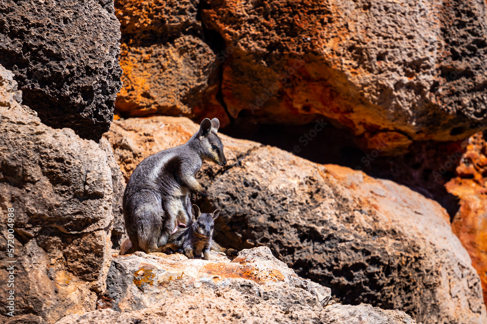 Beautiful endangered Black-flanked rock-wallaby (warru) with joey in a ...
