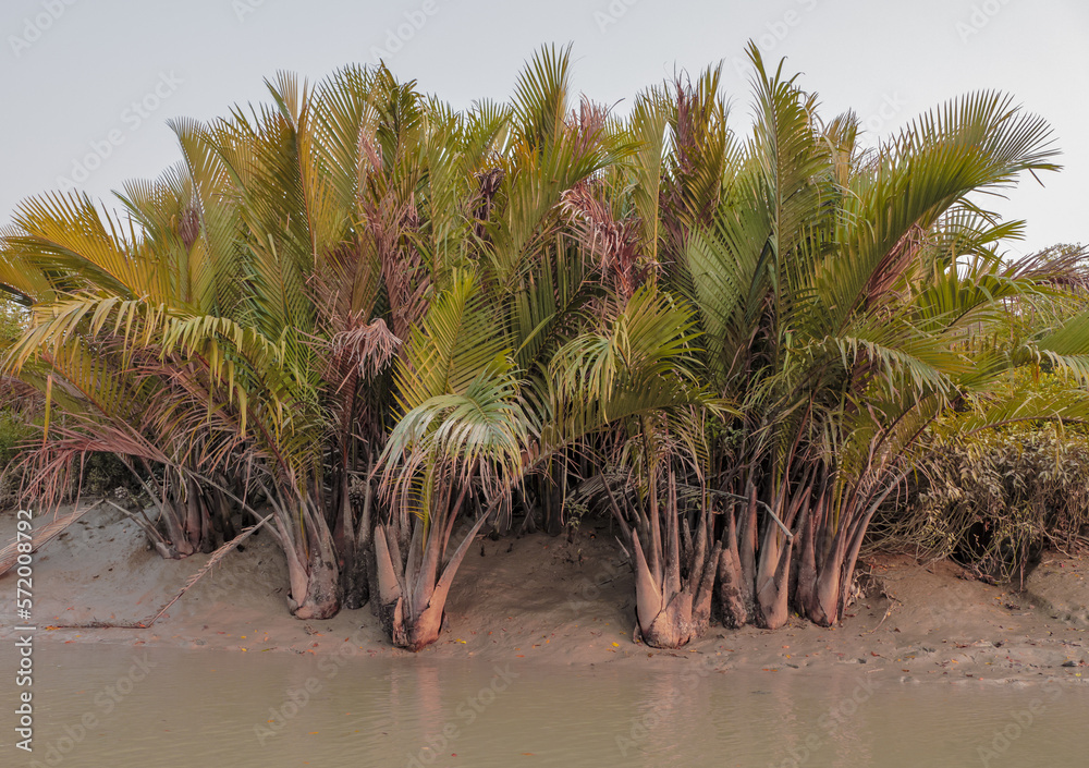 Typical nipa palm (Nipa fruticans).this photo was taken from Sundarbans ...