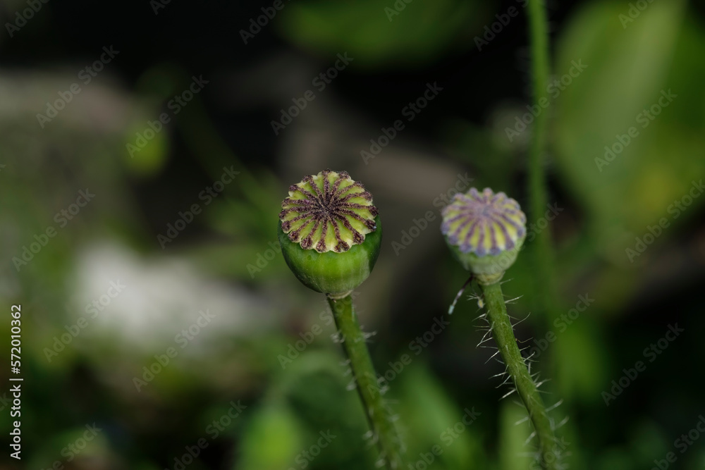 green poppy head on a thin leg, poppy flower. Opium poppy heads, close ...