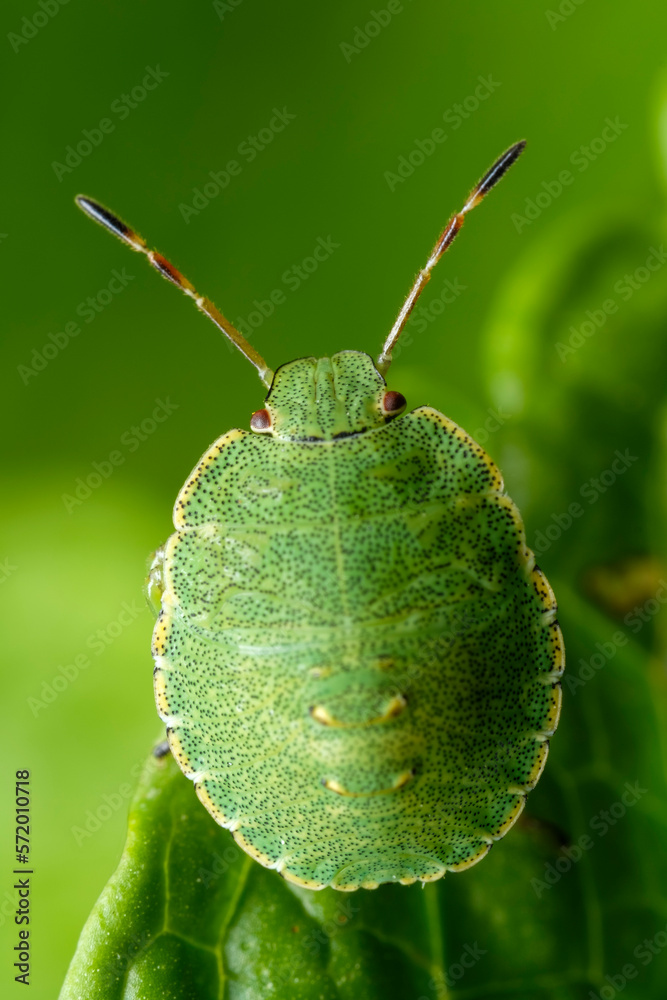 Older nymph green shield bug (Palomena prasina) of the family ...