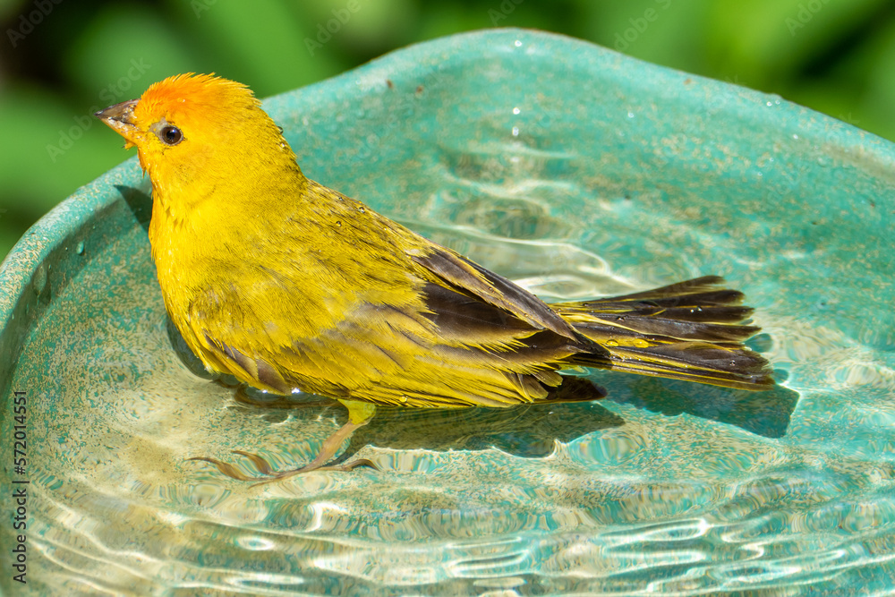 Wild Yellow Canary Bird