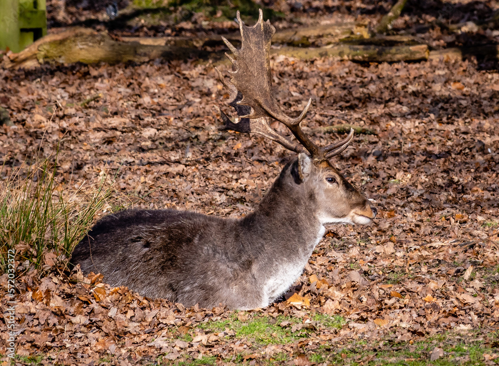 Poster Fallow Deer Buck – Wall Art | UkPosters