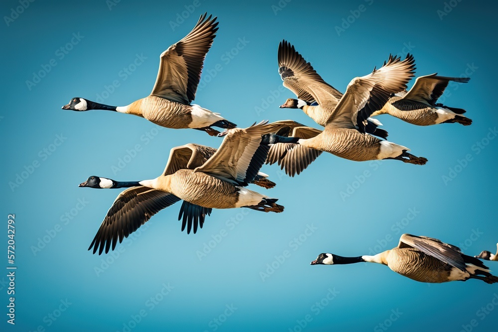 Flock of goose birds flying in a clear blue sky outdoors with copy ...