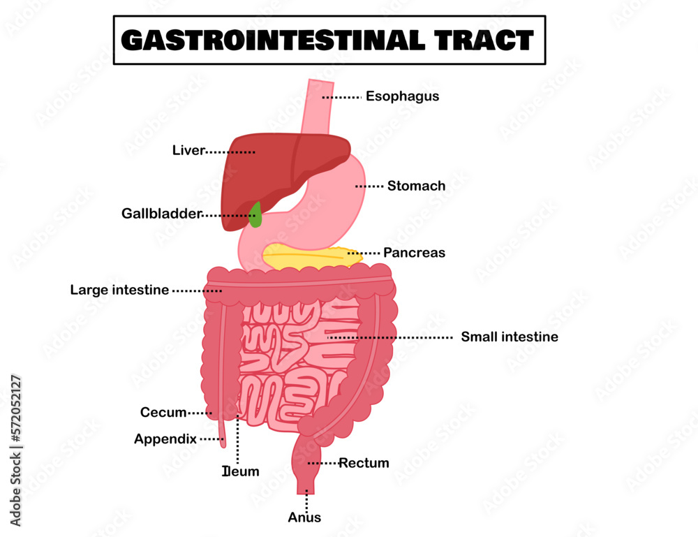 Gastrointestinal tract.Human digestive system.Anatomy diagram.Medical ...