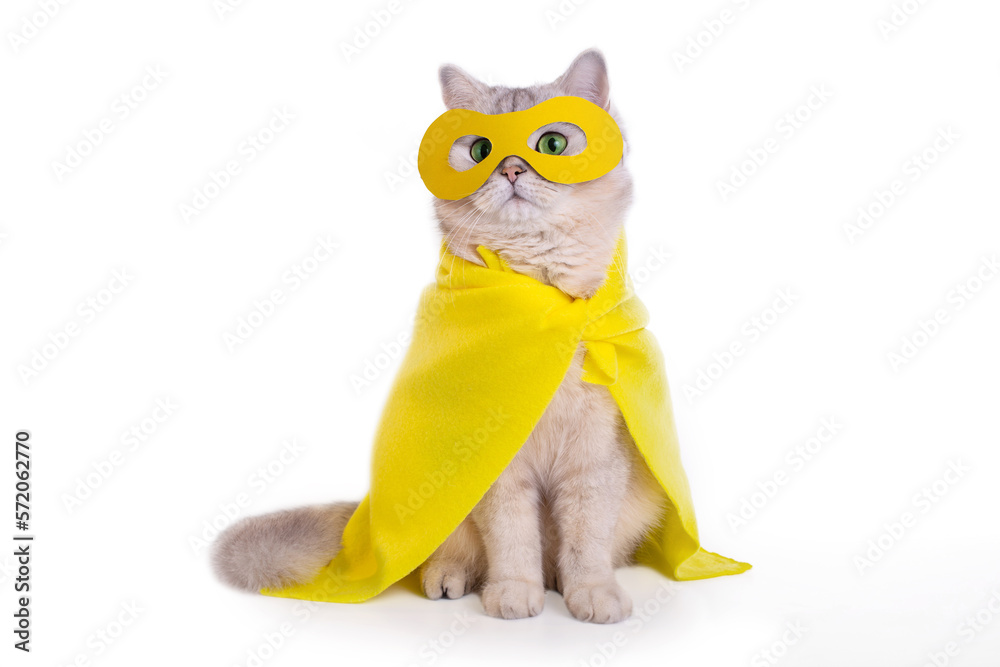 White cat in a yellow mask and cape, sits on isolated white background ...