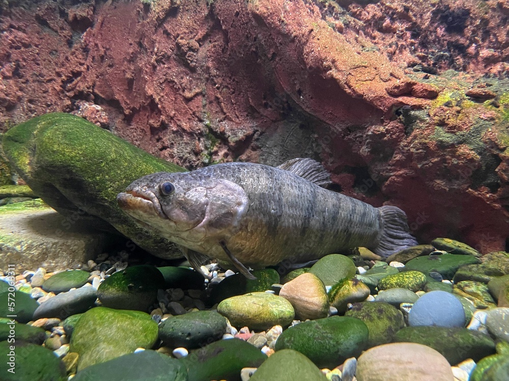 Big fish in small pond is better than a small fish in the great ocean ...
