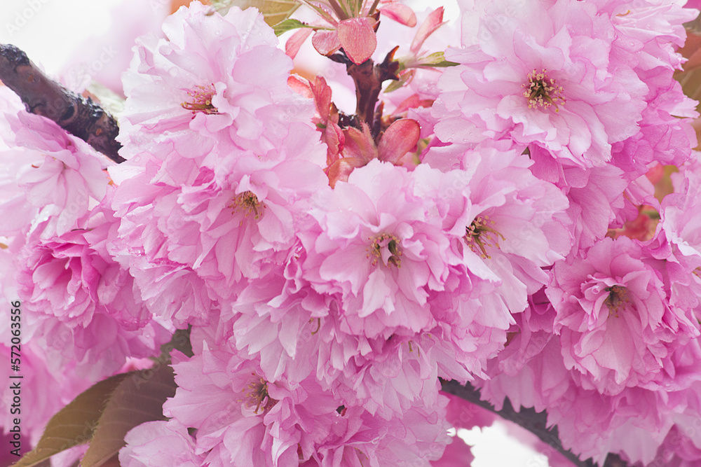 Pink Sakura blossoms on a tree in close-up. A spring flowering Japanese ...