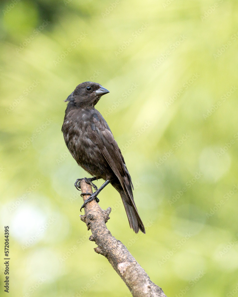 The Shiny Cowbird also Know as Chupim or Mirlo. All the beauty and the ...