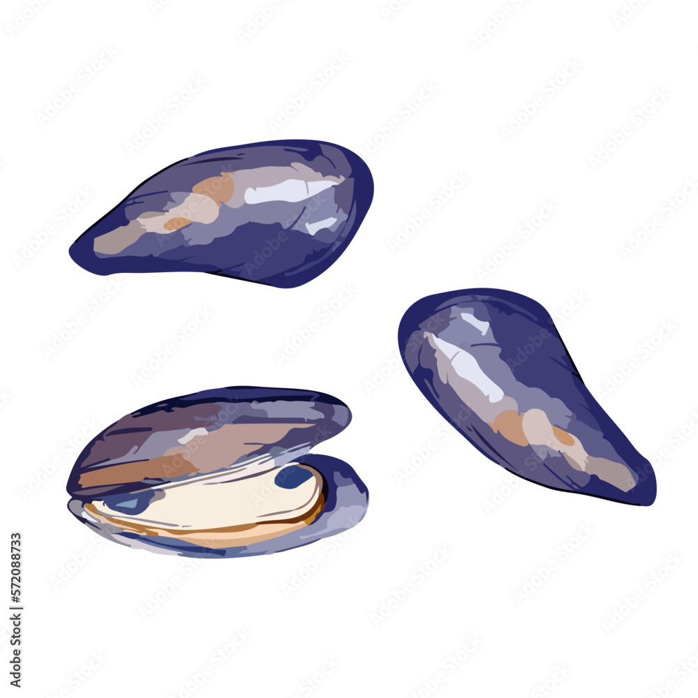 Set of Mussels. Hand drawn watercolor vector illustration isolated on ...