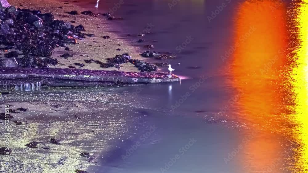 A great blue heron wading in the ocean water as the tide rises and the ...