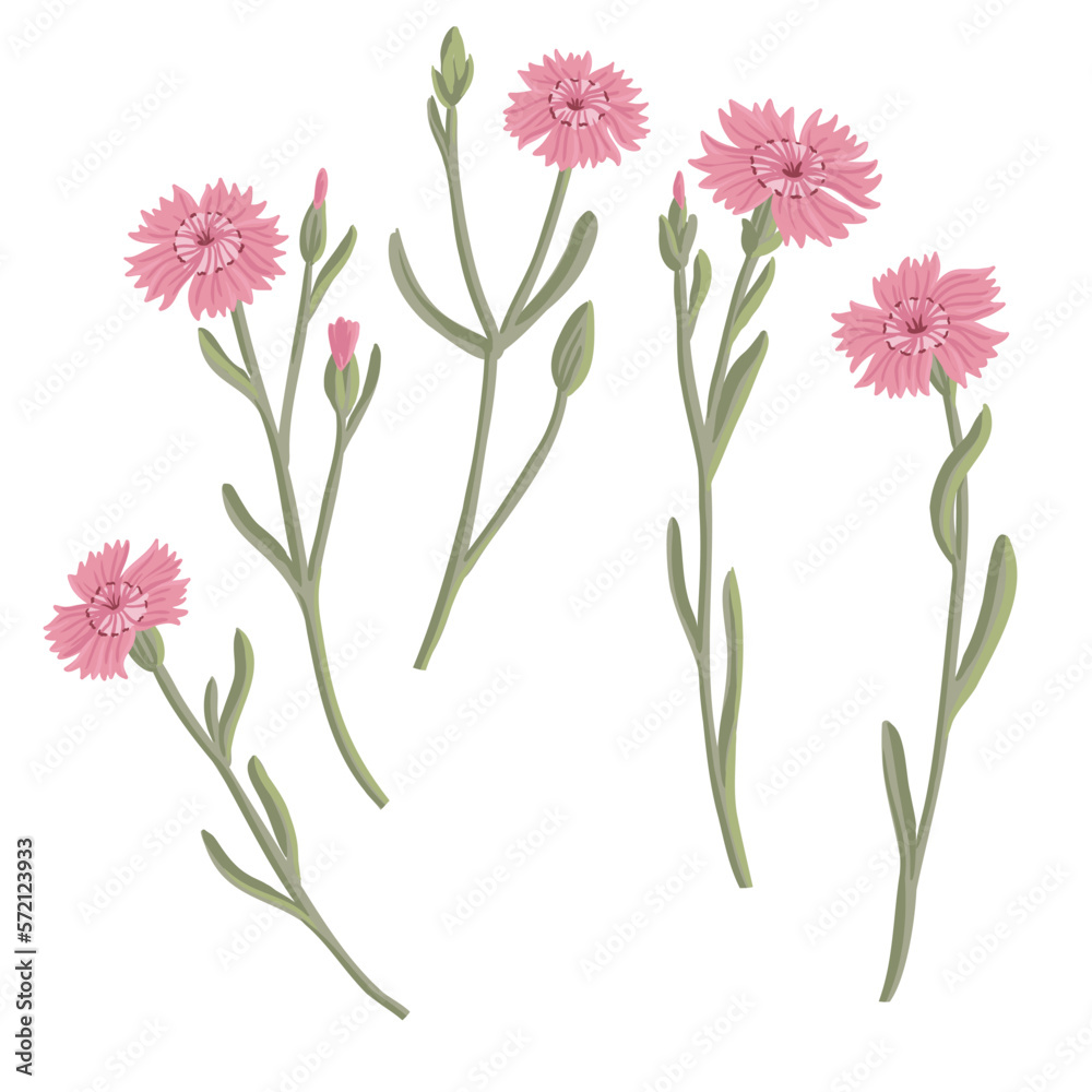 maiden pink, field flowers, vector drawing wild plants at white ...