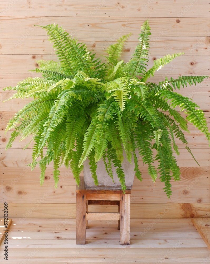 Bostoniensis Variegated, Tiger Fern, have special character different ...
