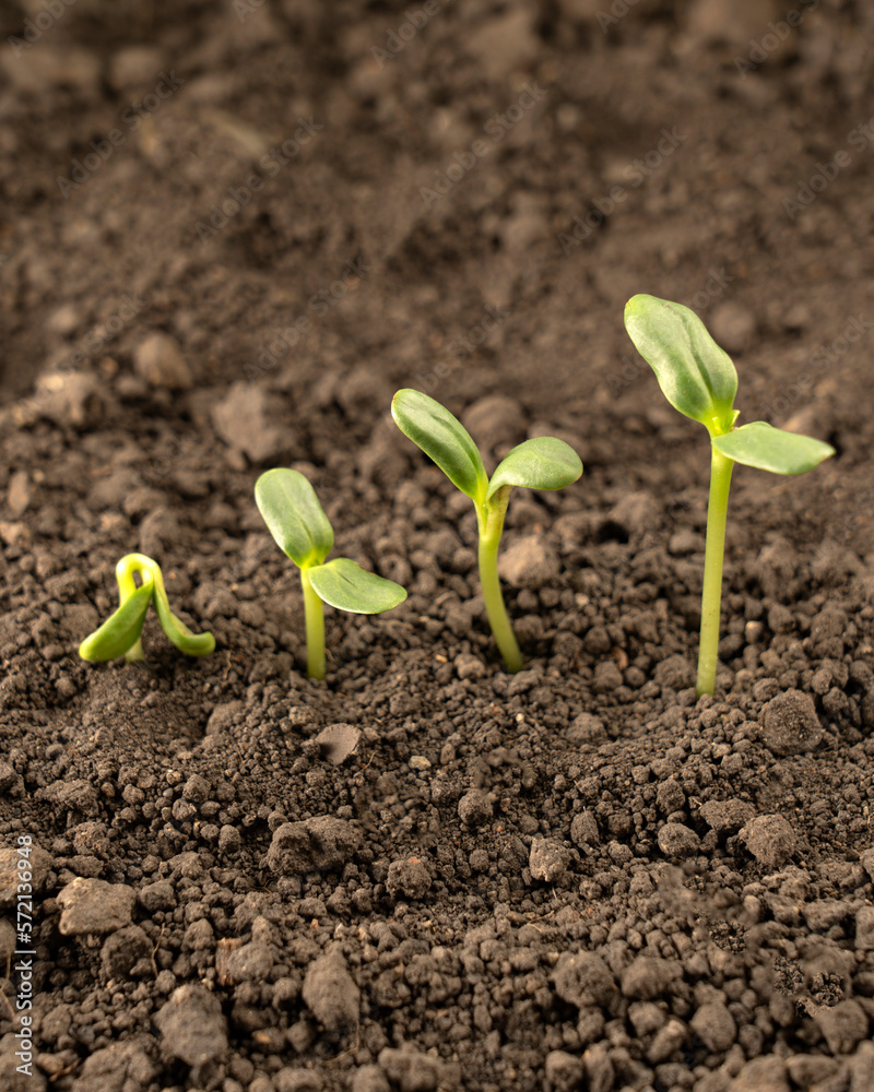 Growing seedlings from rich soil. agriculture, horticulture. The ...