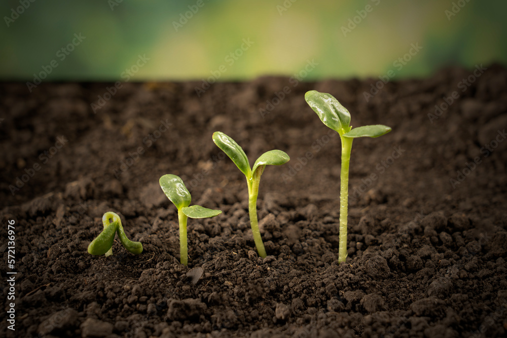 Growing seedlings from rich soil. agriculture, horticulture. The ...