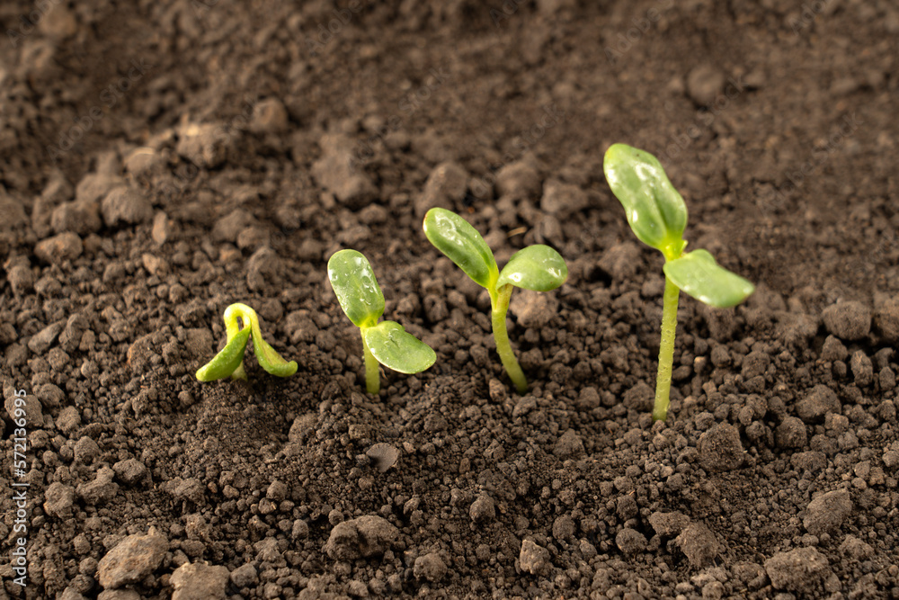 Growing seedlings from rich soil. agriculture, horticulture. The ...